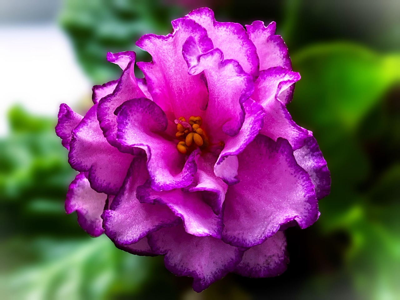 Violet Fleur Plantes Violette - Photo gratuite sur Pixabay - Pixabay