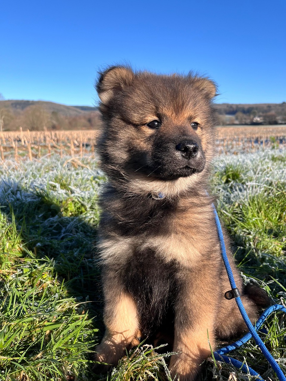 Cachorro Eurasier Tu - Foto gratis en Pixabay - Pixabay