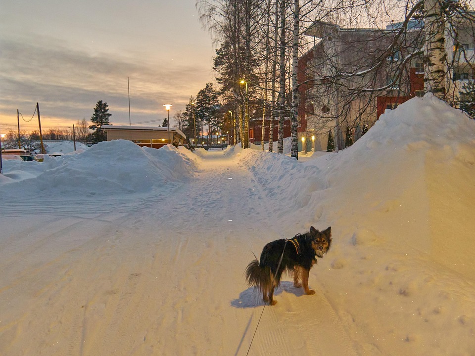 Finland Winter Dog - Free photo on Pixabay - Pixabay