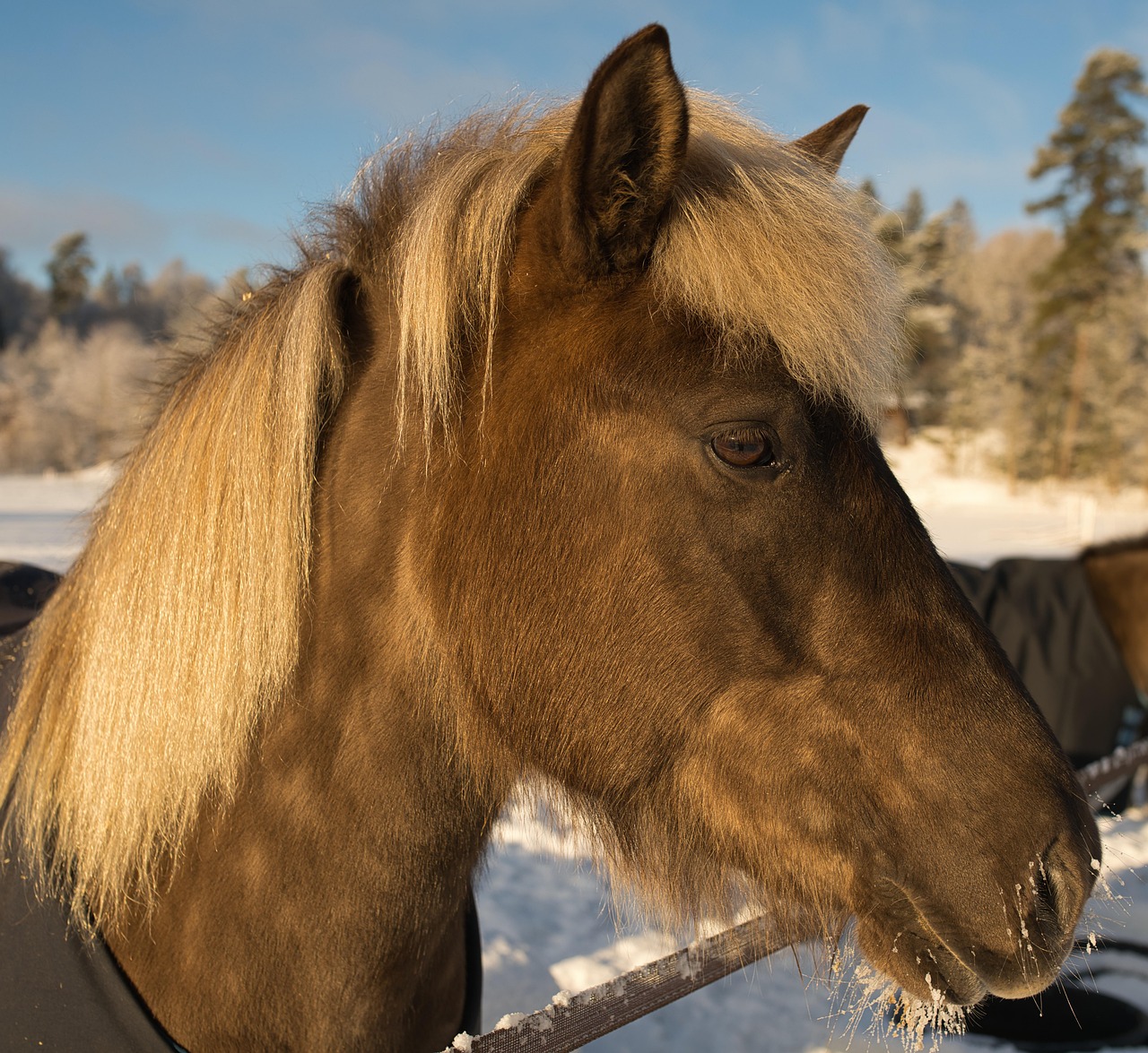 Horse Equine Animal - Free photo on Pixabay