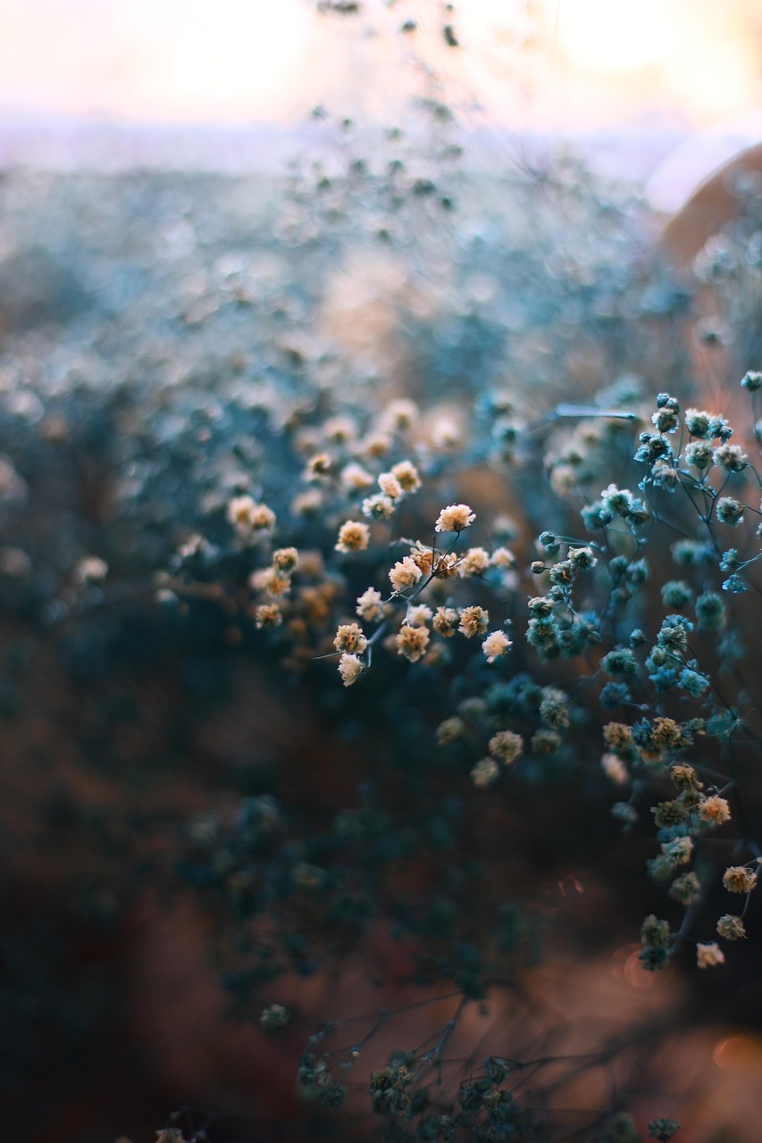 Fleur De Brume Ornement Mince - Photo gratuite sur Pixabay - Pixabay