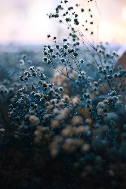 Fleur De Brume Ornement Mince - Photo gratuite sur Pixabay - Pixabay