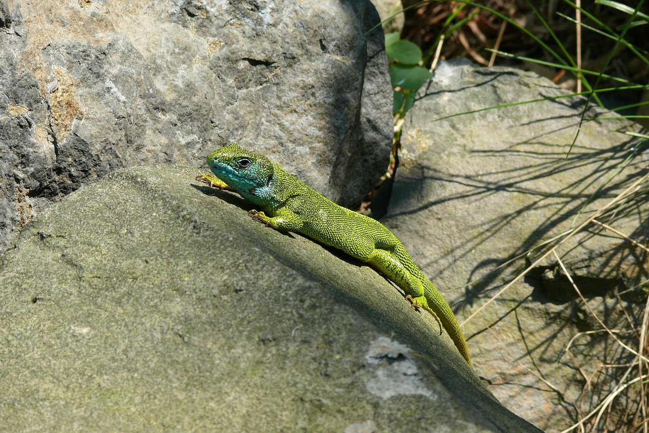 Lagartija Verde Reptil Animal - Foto gratis en Pixabay - Pixabay
