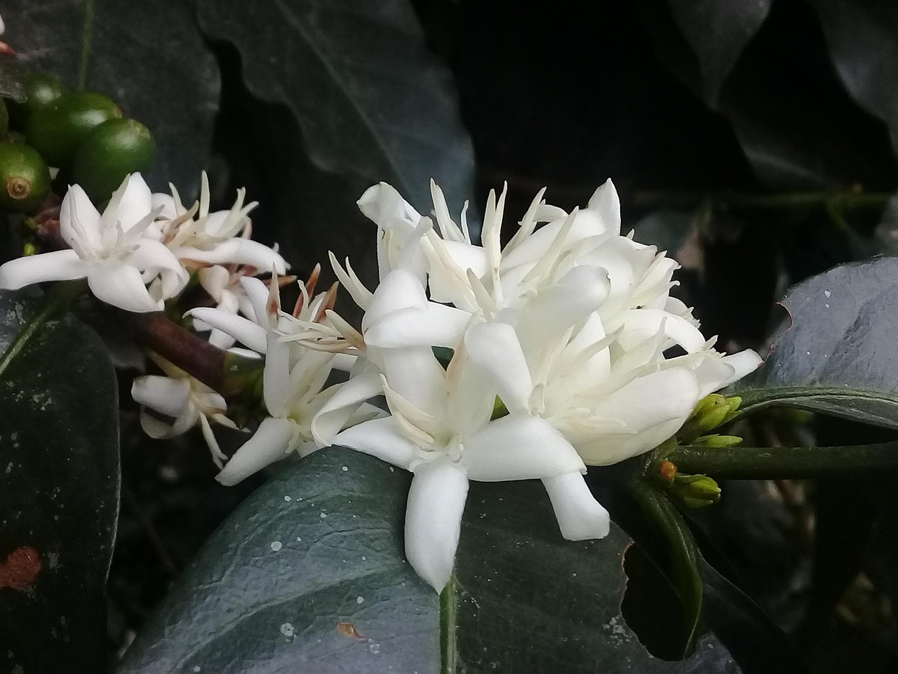 Flower Plant Flora - Free photo on Pixabay