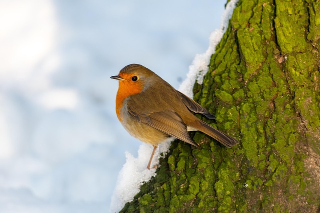 Rouge-Gorge Oiseau Animal - Photo gratuite sur Pixabay - Pixabay