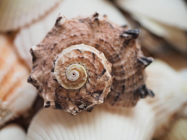 Shellfish Sea Shells Spiral - Free photo on Pixabay - Pixabay