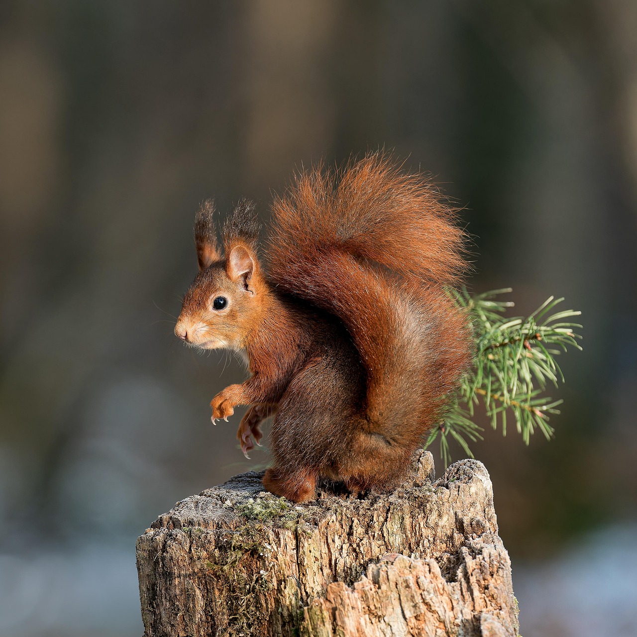 30,000+ Free Squirrel Winter & Squirrel Images - Pixabay