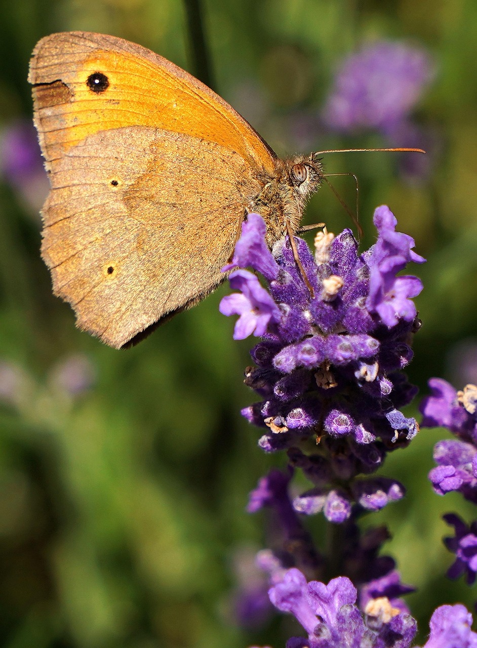 Butterfly Insect Wings - Free photo on Pixabay - Pixabay