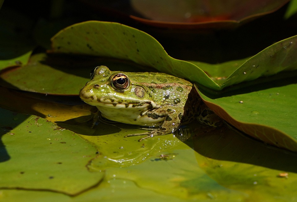 Frog Amphibian Animal - Free photo on Pixabay - Pixabay