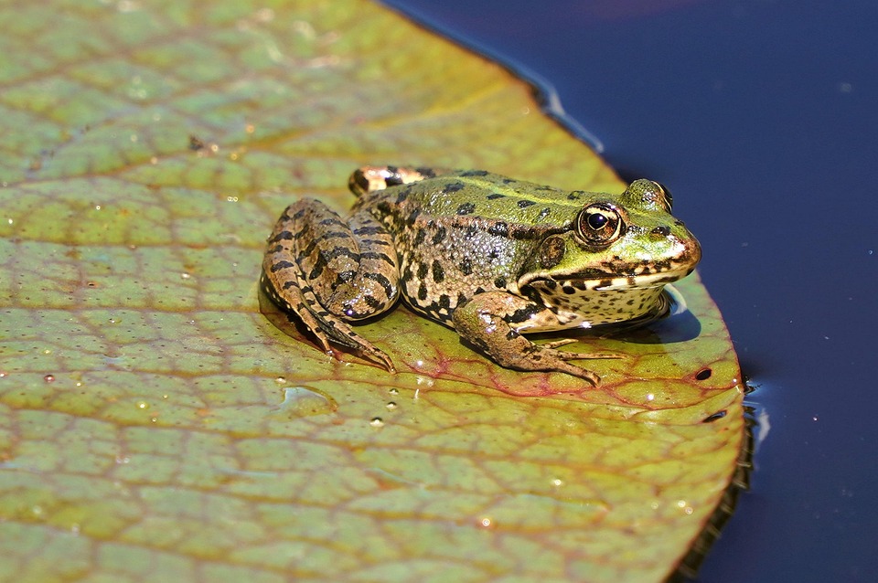 Frog Amphibian Animal - Free photo on Pixabay - Pixabay