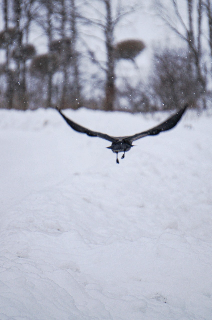 Crow Nature Bird - Free photo on Pixabay - Pixabay