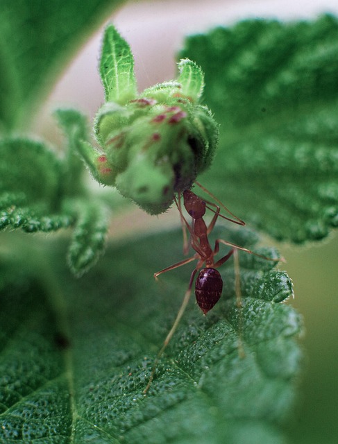 Fourmi Insecte Naturel - Photo gratuite sur Pixabay - Pixabay