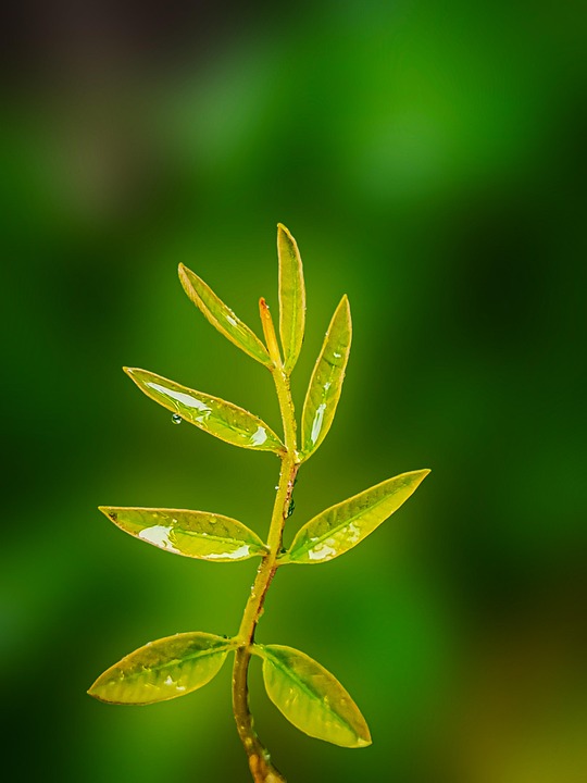 Alam Daun Dedaunan - Foto gratis di Pixabay