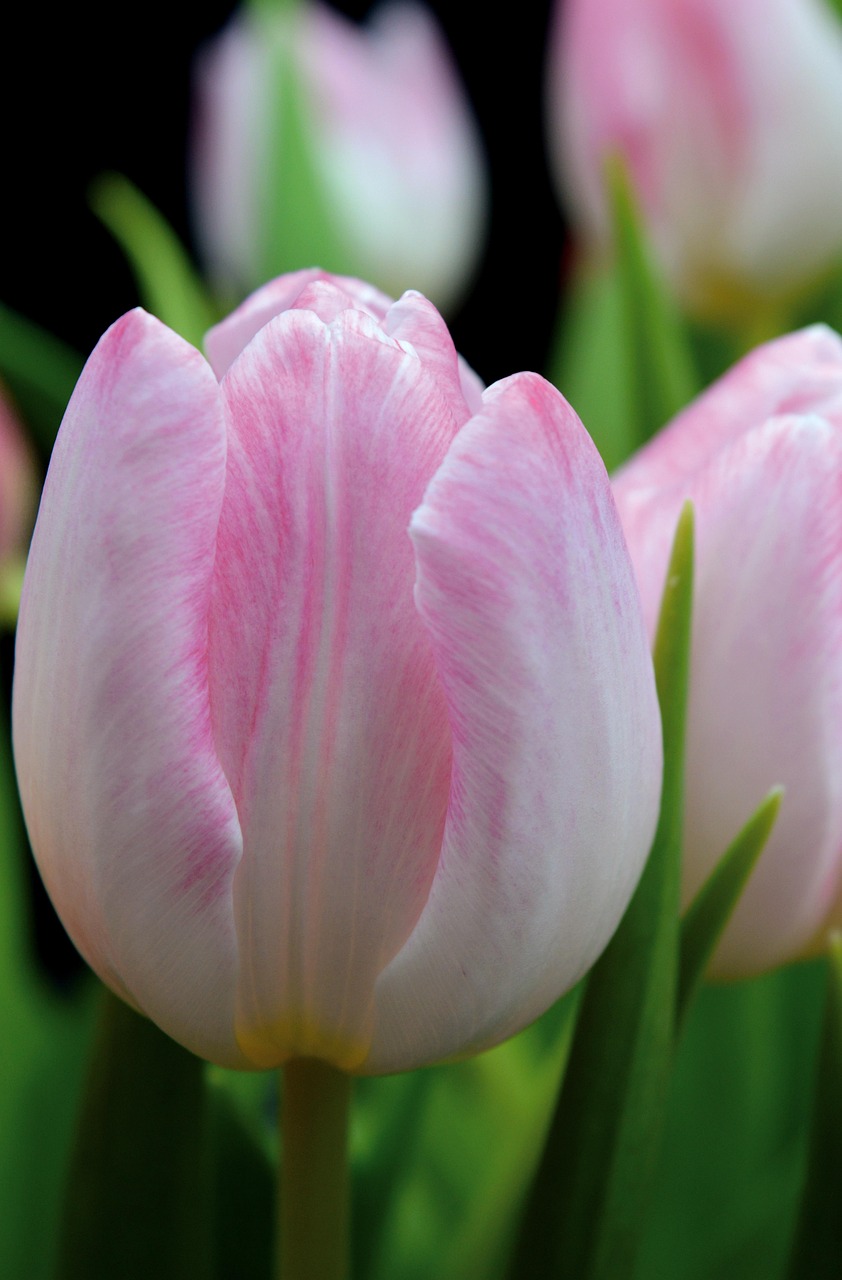 Tulip Bunga Tanaman - Foto gratis di Pixabay - Pixabay