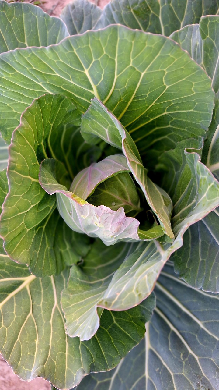 Healthy Flower Cauliflower - Free photo on Pixabay - Pixabay