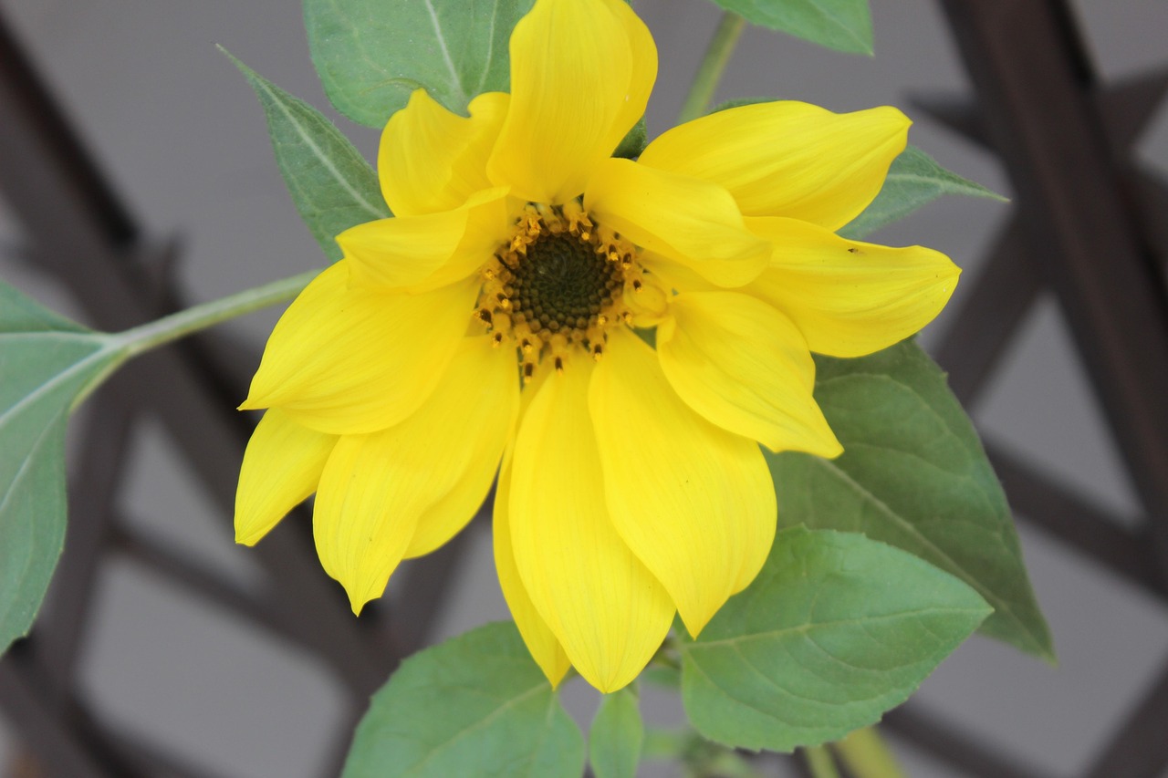 Bunga Matahari Alam Bloom - Foto gratis di Pixabay - Pixabay