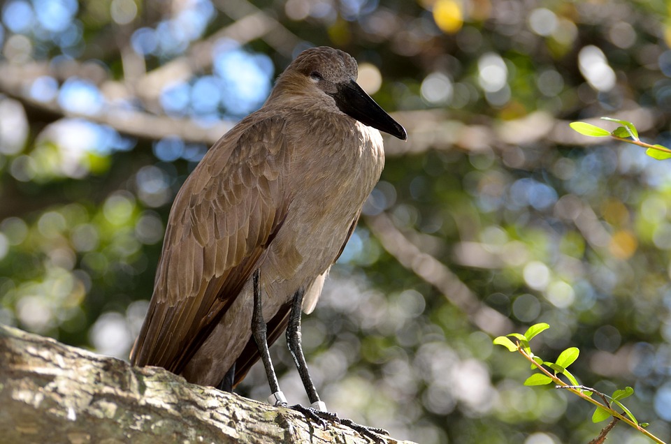 Hamerkop Bird Animal - Free photo on Pixabay