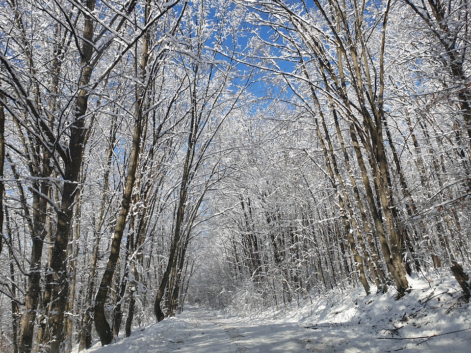 Season Arbor Way - Free photo on Pixabay - Pixabay