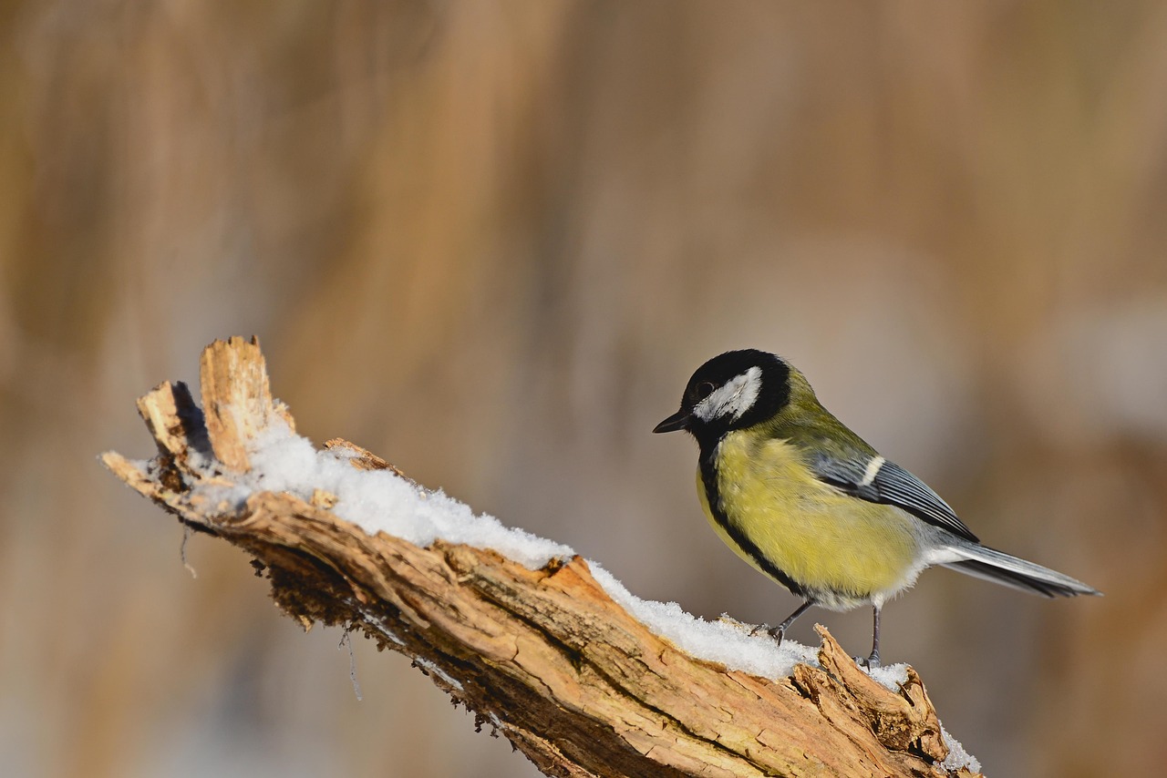 Great Tit Bird Animal - Free photo on Pixabay