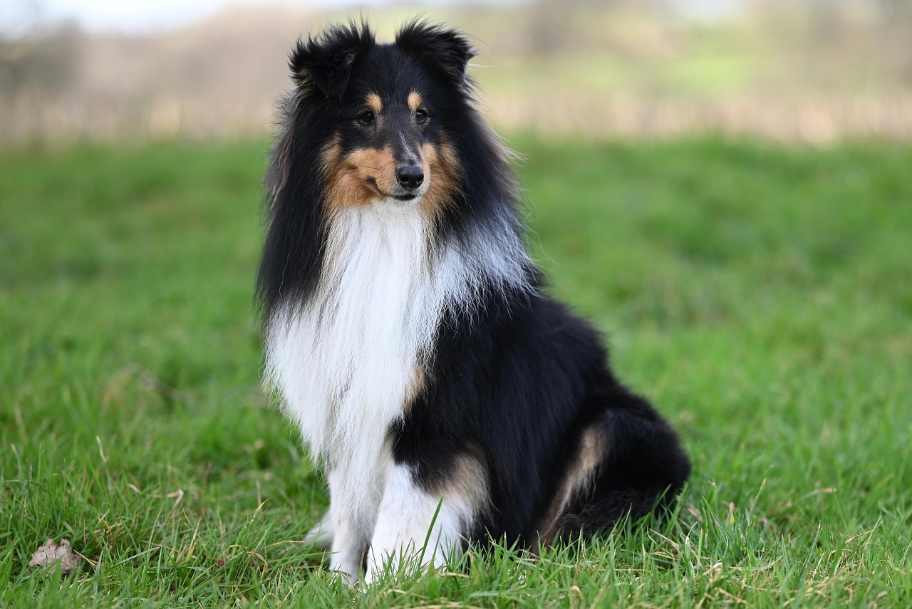 Shetland Sheepdog Perro Animal - Foto gratis en Pixabay - Pixabay