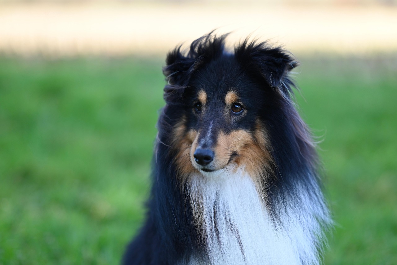 Shetland Sheepdog Sheltie Dog - Free photo on Pixabay