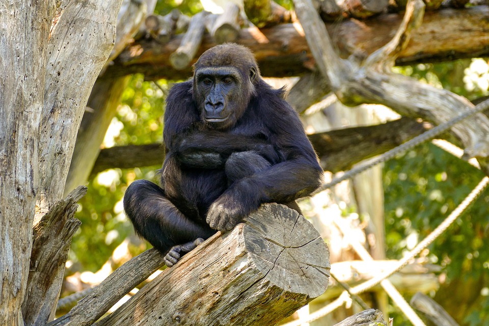 Monkey Animal Primate - Free photo on Pixabay