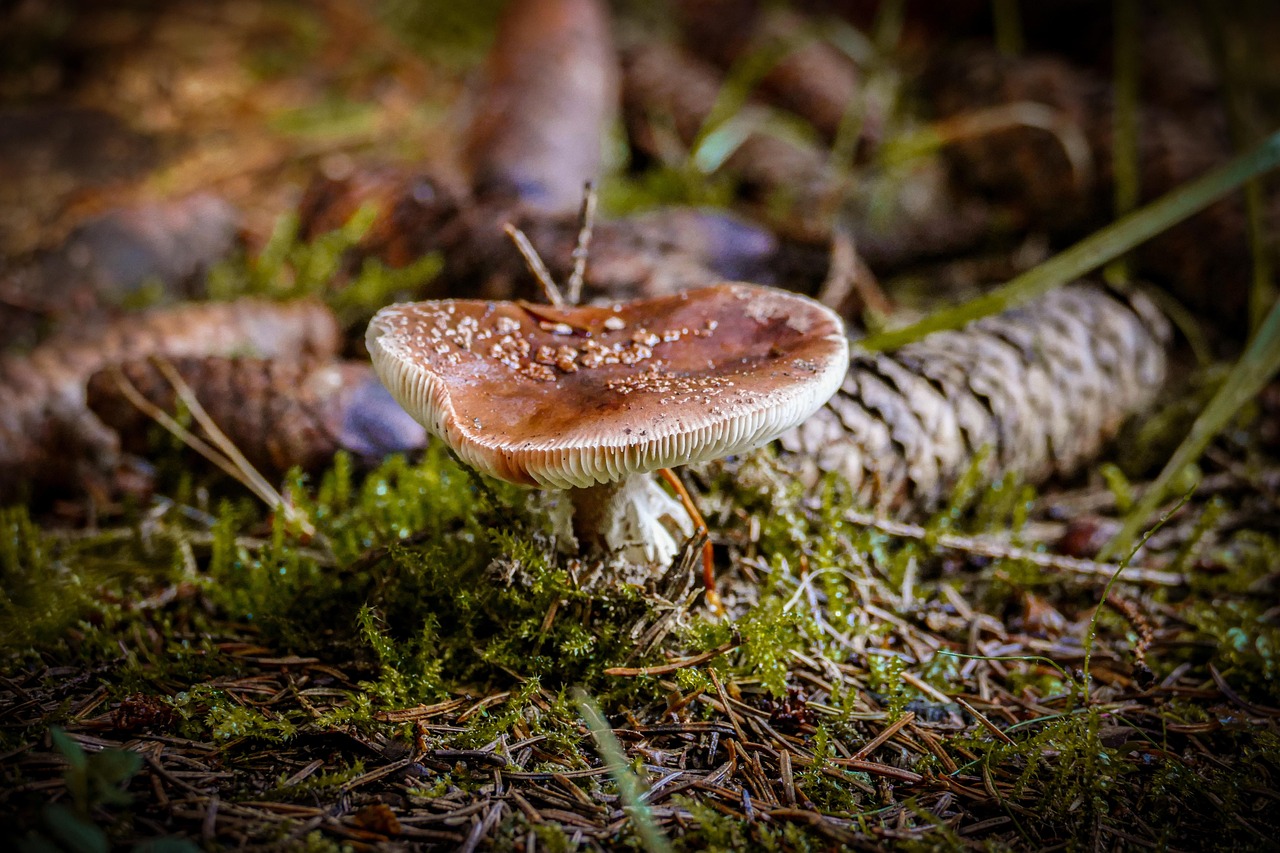 Mushroom Forest Fall - Free photo on Pixabay