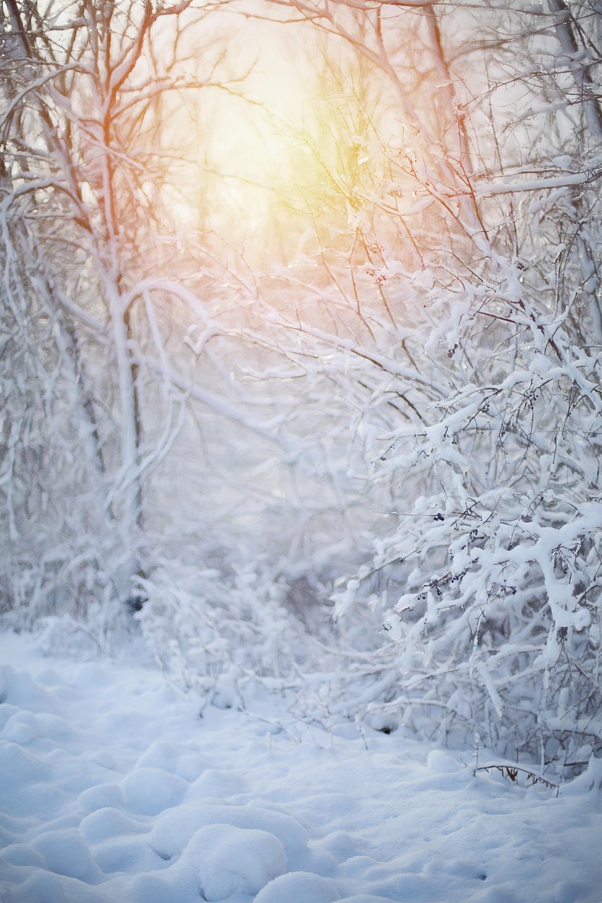 100,000+ Free Snowy Woods & Winter Images - Pixabay