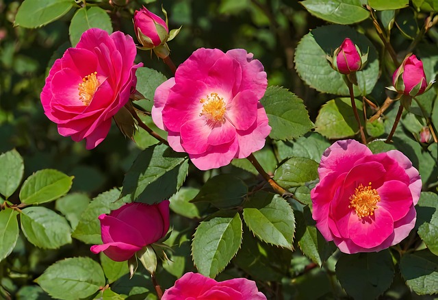 Rosa Gallica Rose Flower - Imagen gratis en Pixabay - Pixabay