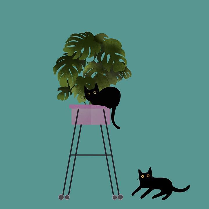 Chats Chatons Botanique Les - Image gratuite sur Pixabay - Pixabay