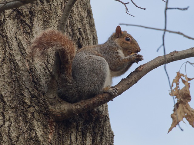 Grey Squirrel Rodent Tree - Free photo on Pixabay - Pixabay