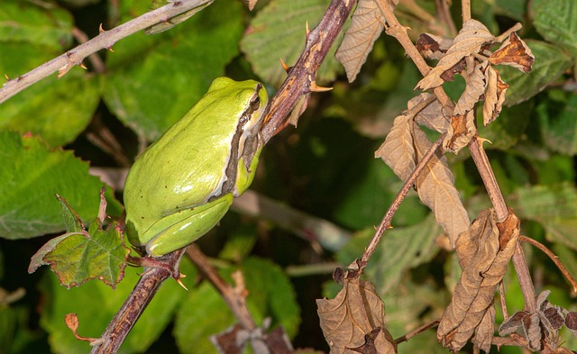 Amphibian Frog Animal - Free photo on Pixabay - Pixabay
