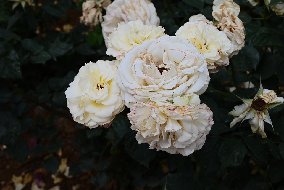Chinese Rose Flowers Beautiful - Free photo on Pixabay - Pixabay