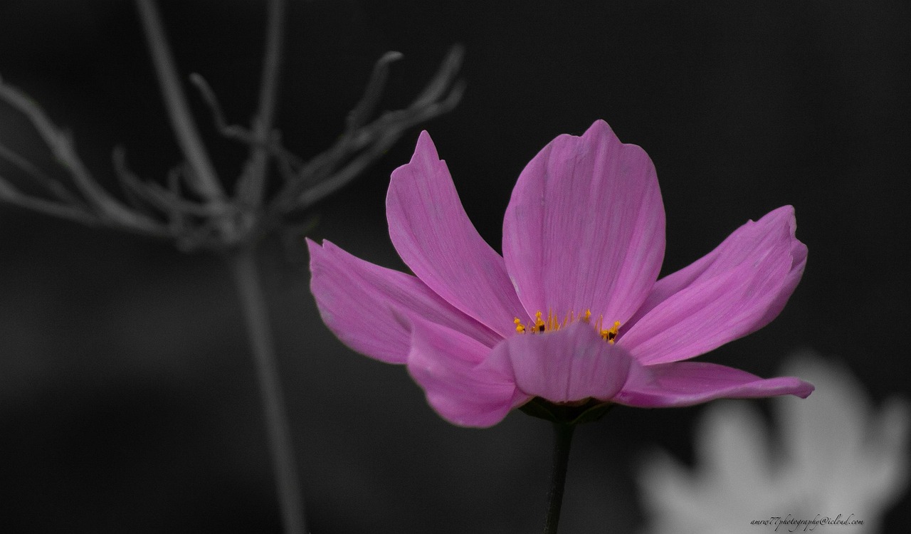Merah Jambu Hitam Dan Putih - Foto gratis di Pixabay