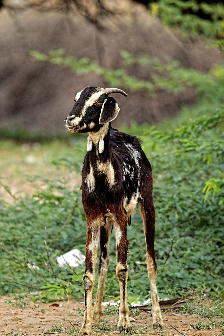 Cabra Mamífero Animal - Foto gratuita no Pixabay - Pixabay