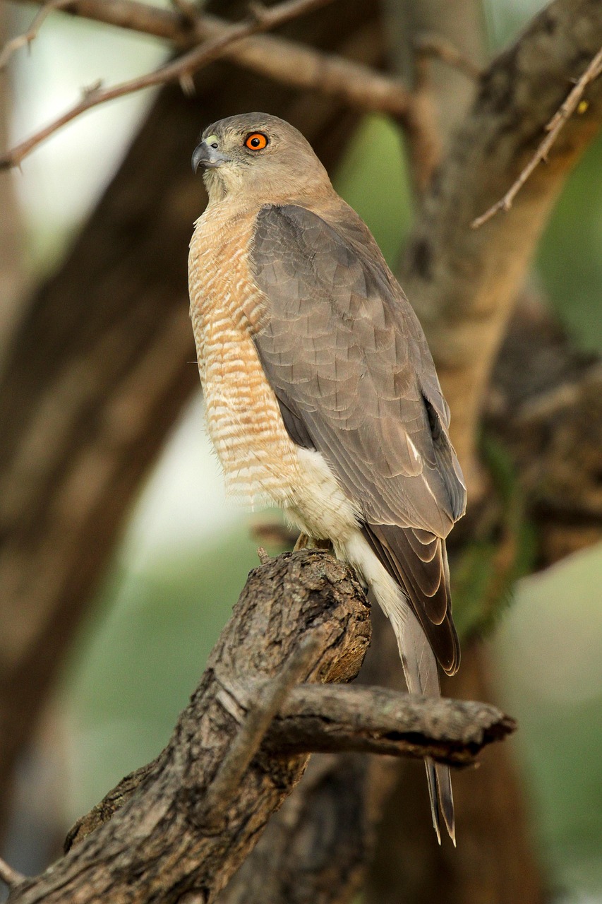 Shikra Pájaro Fauna Silvestre - Foto gratis en Pixabay - Pixabay