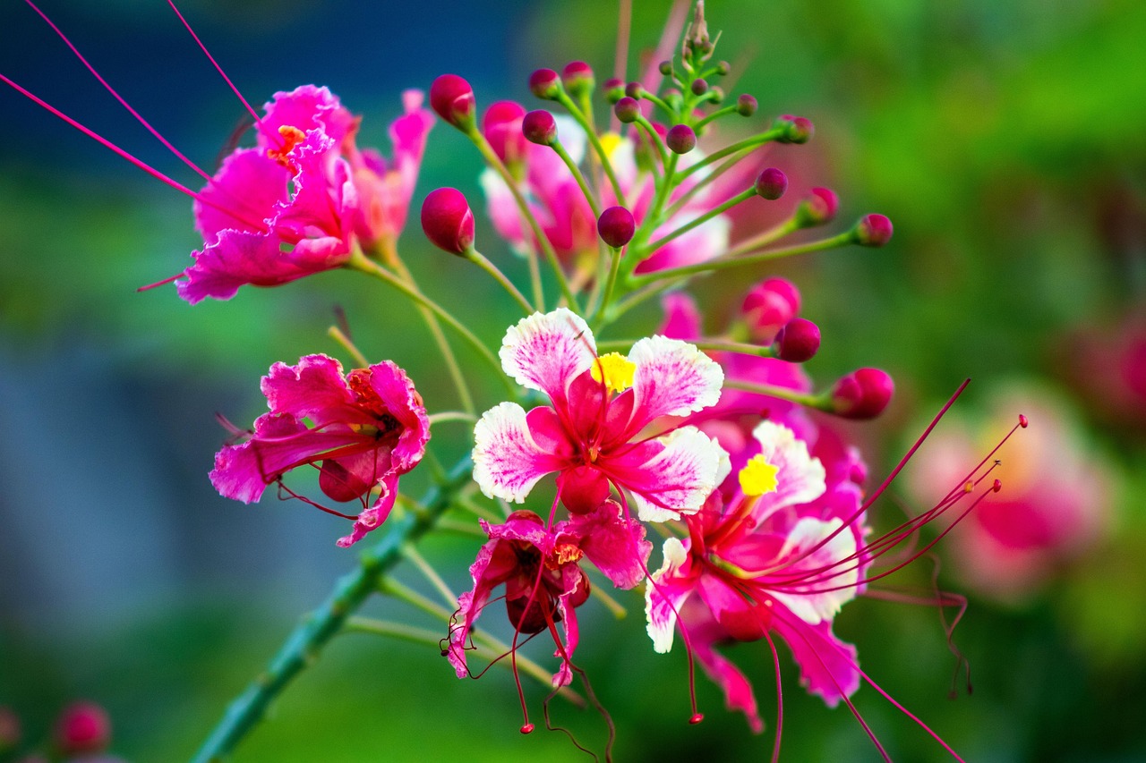 Flor Flores Natureza Foto Gratuita No Pixabay Pixabay
