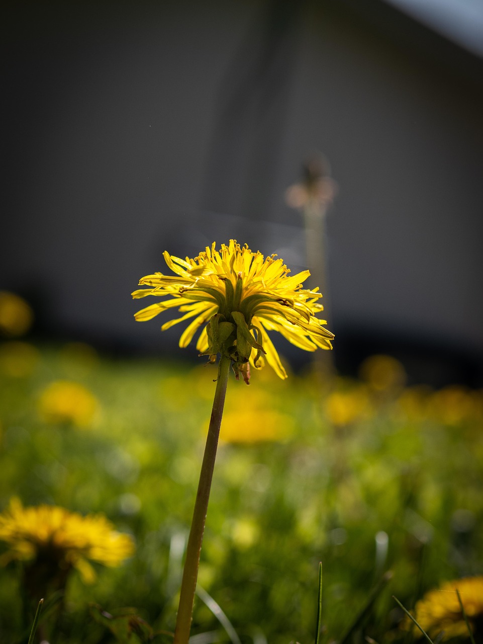 Bunga Kuning Tanaman - Foto gratis di Pixabay - Pixabay