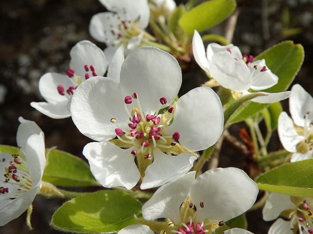 Fleurs De Poirier - Photo gratuite sur Pixabay - Pixabay