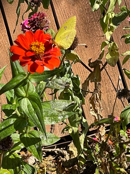 Papillon Jaune Zinnia Nature - Photo gratuite sur Pixabay - Pixabay