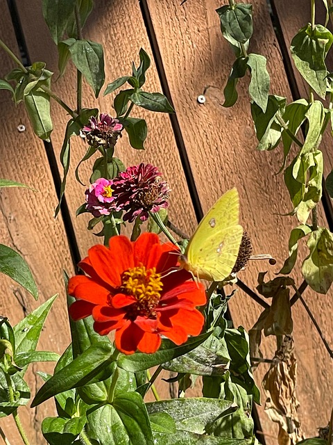 Papillon Jaune Zinnia Orange - Photo gratuite sur Pixabay - Pixabay