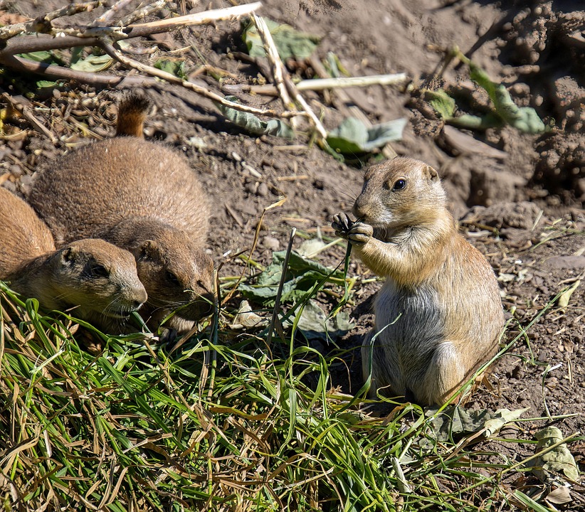 Prairie Dogs Rodents Zoo - Free photo on Pixabay - Pixabay