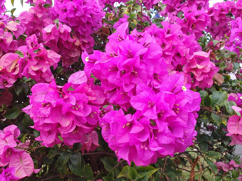 Wunderbar Pinke Blumen Namen Ebenbild