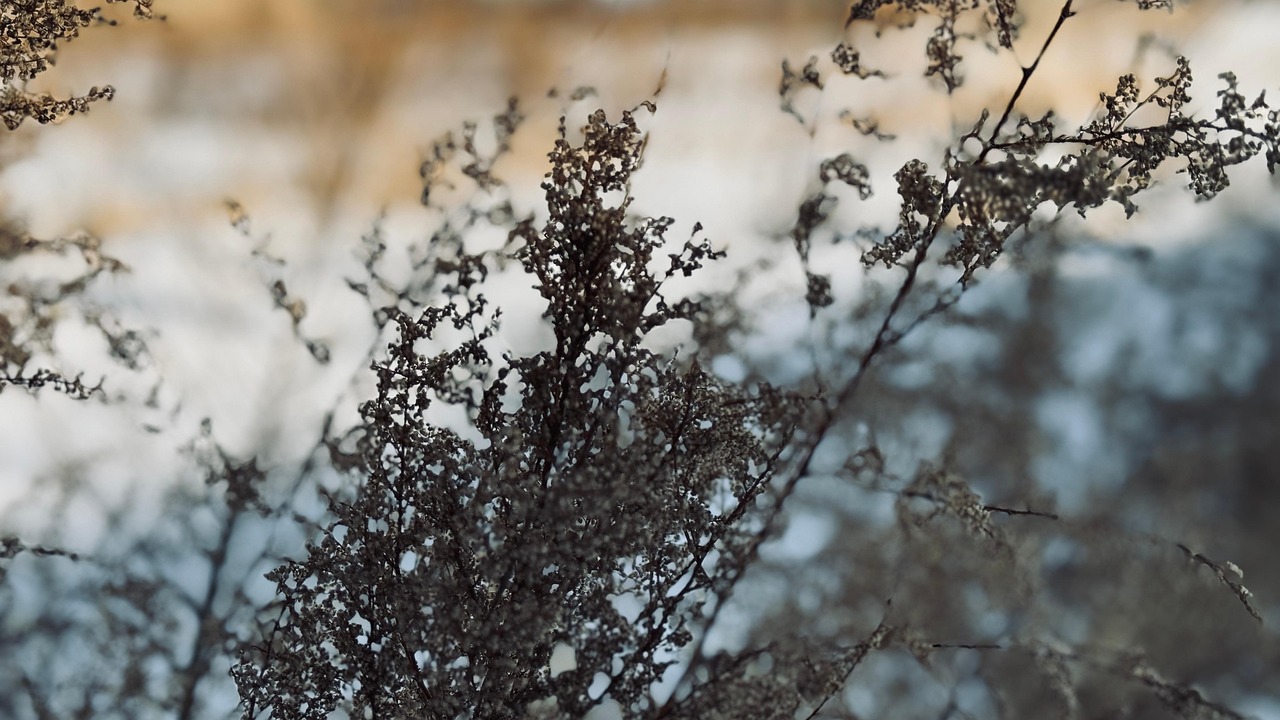 Weed Snowfield Winter - Free photo on Pixabay - Pixabay