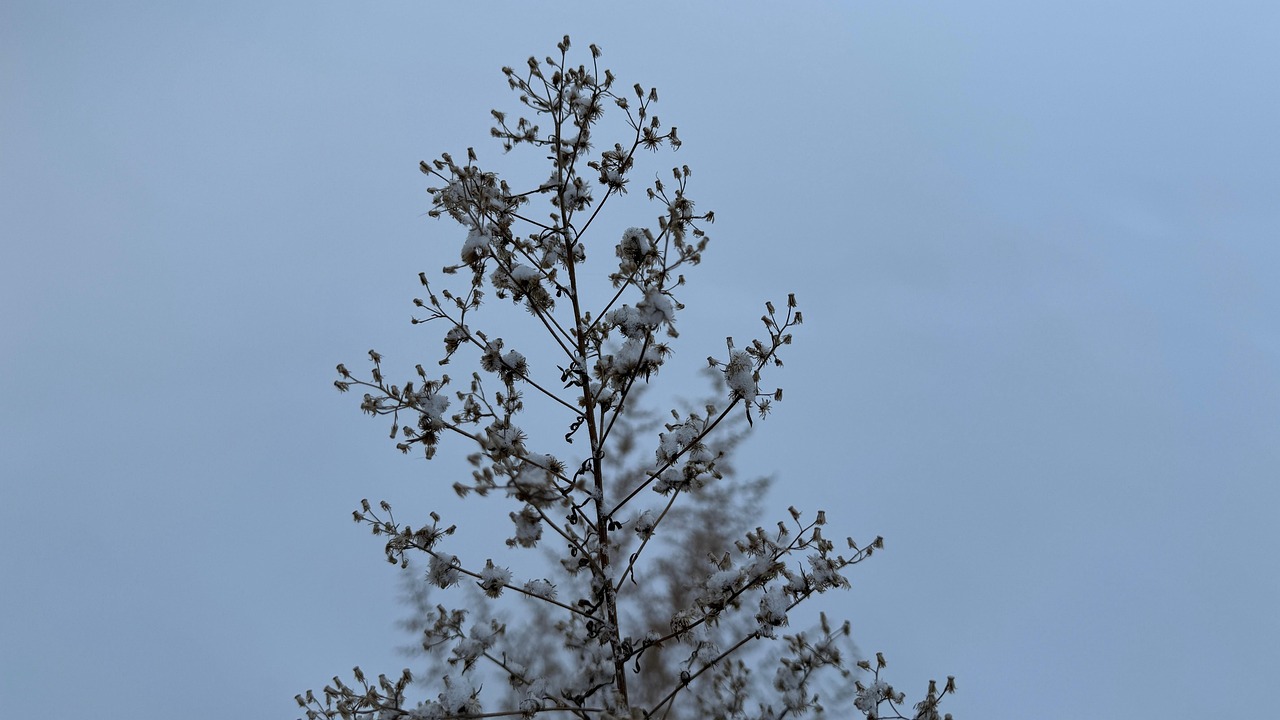Weed Snowfield Winter - Free photo on Pixabay - Pixabay