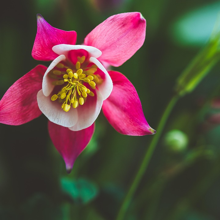 Columbine Flower Plant - Free photo on Pixabay