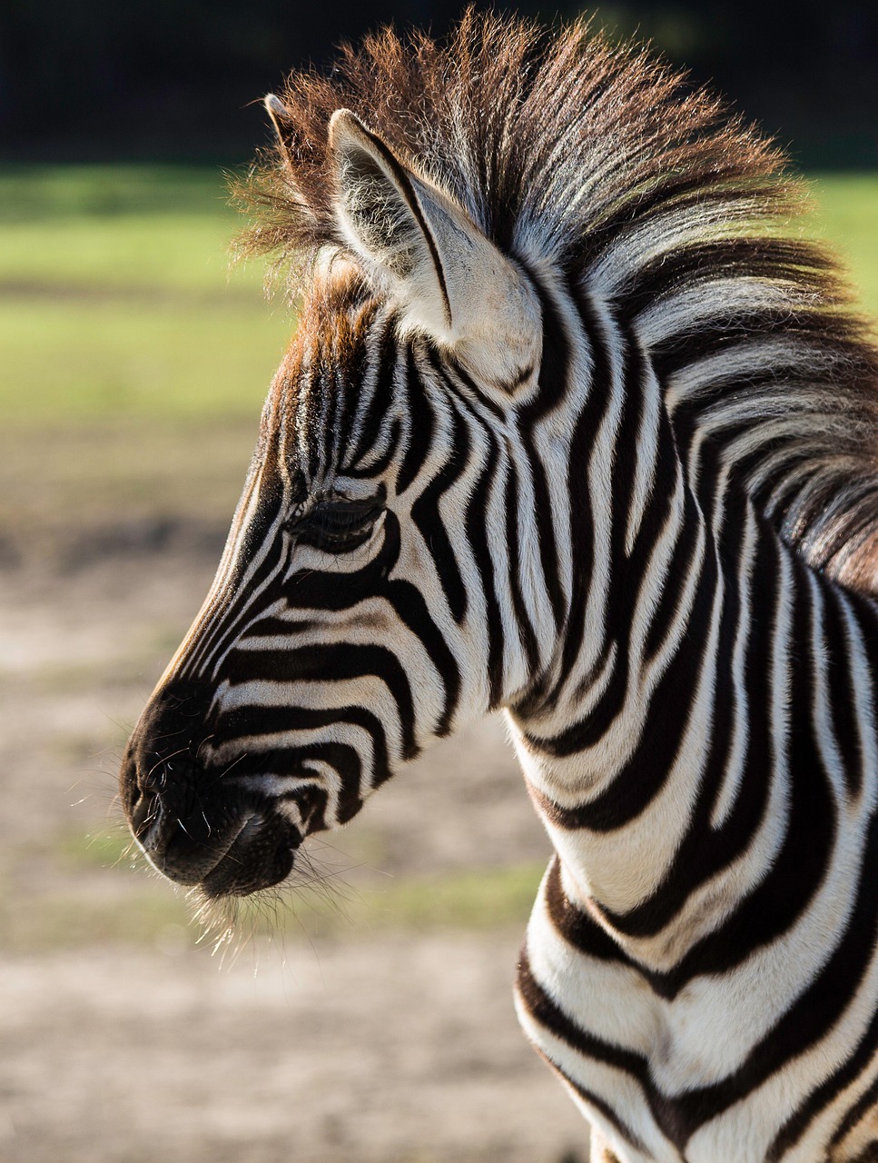 Zebra Tier Pferde - Kostenloses Foto auf Pixabay - Pixabay