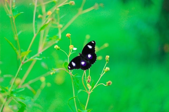 Papillon Nature Forêt - Photo gratuite sur Pixabay - Pixabay