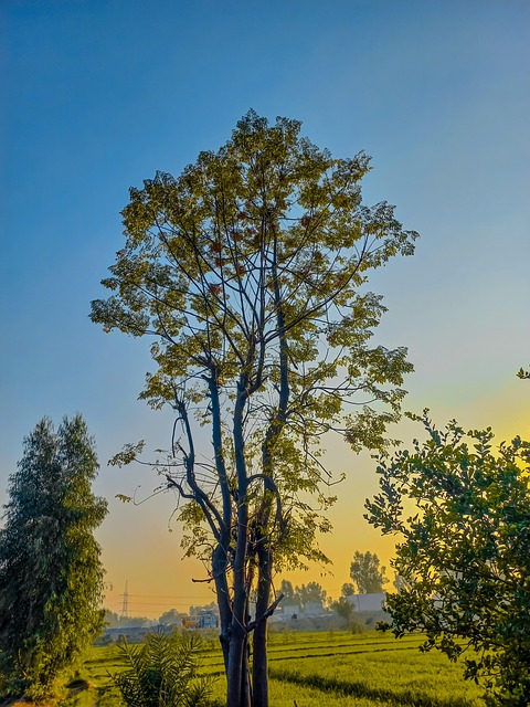 Nature Portrait Trees - Free photo on Pixabay - Pixabay