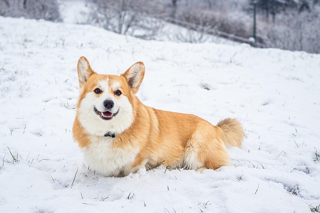 Welsh Corgi Winter Snow - Free photo on Pixabay